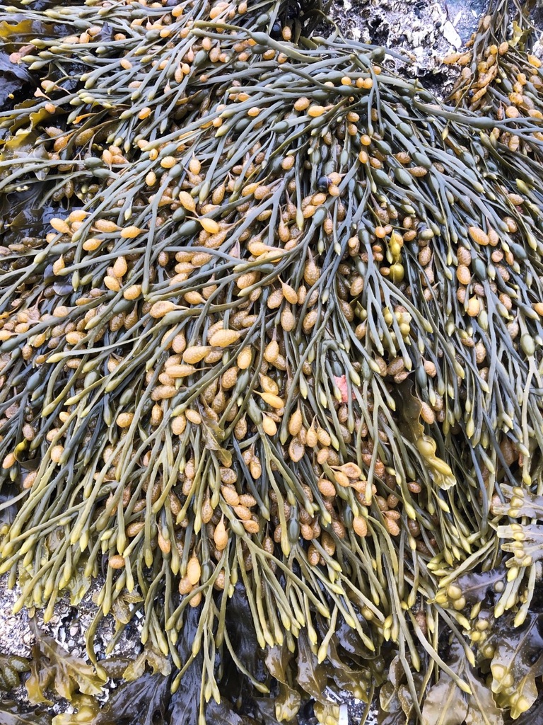 Ecology and Management - Blue Hill Peninsula Rockweed Forum