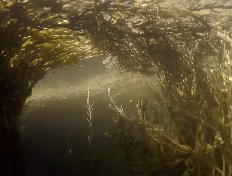 Ecology and Management - Blue Hill Peninsula Rockweed Forum