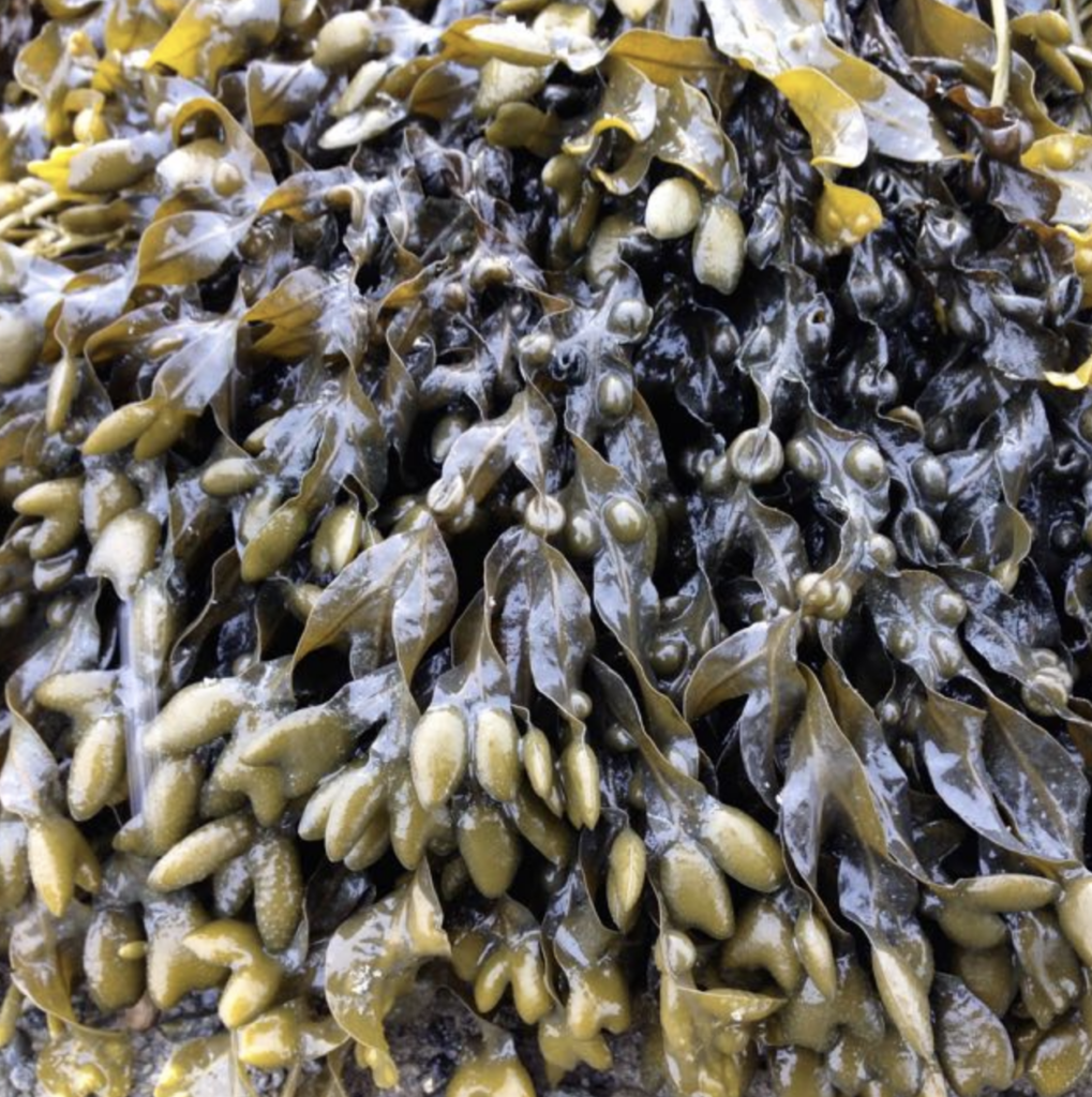 Ecology and Management - Blue Hill Peninsula Rockweed Forum