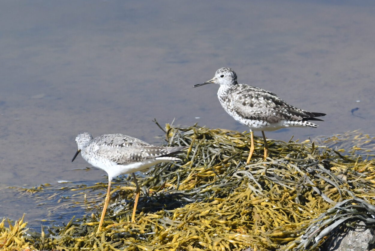 Ecology and Management - Blue Hill Peninsula Rockweed Forum